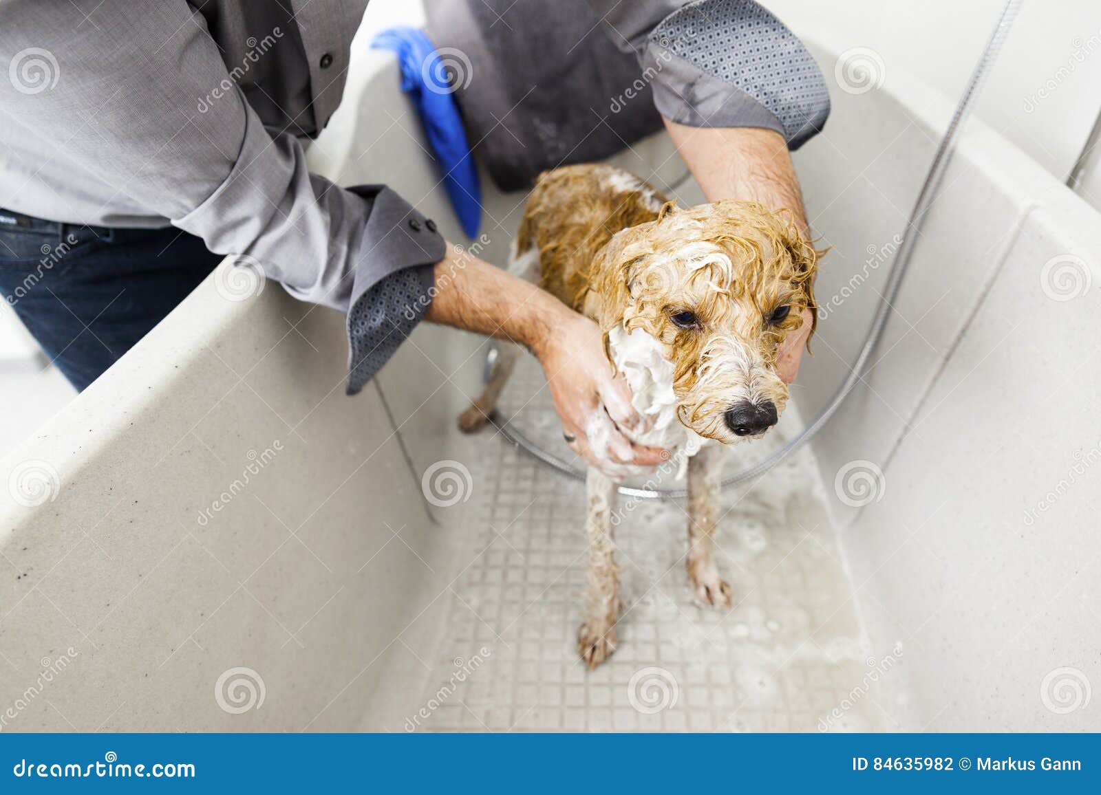 Bathing a cute dog stock photo. Image of health, pampered - 84635982