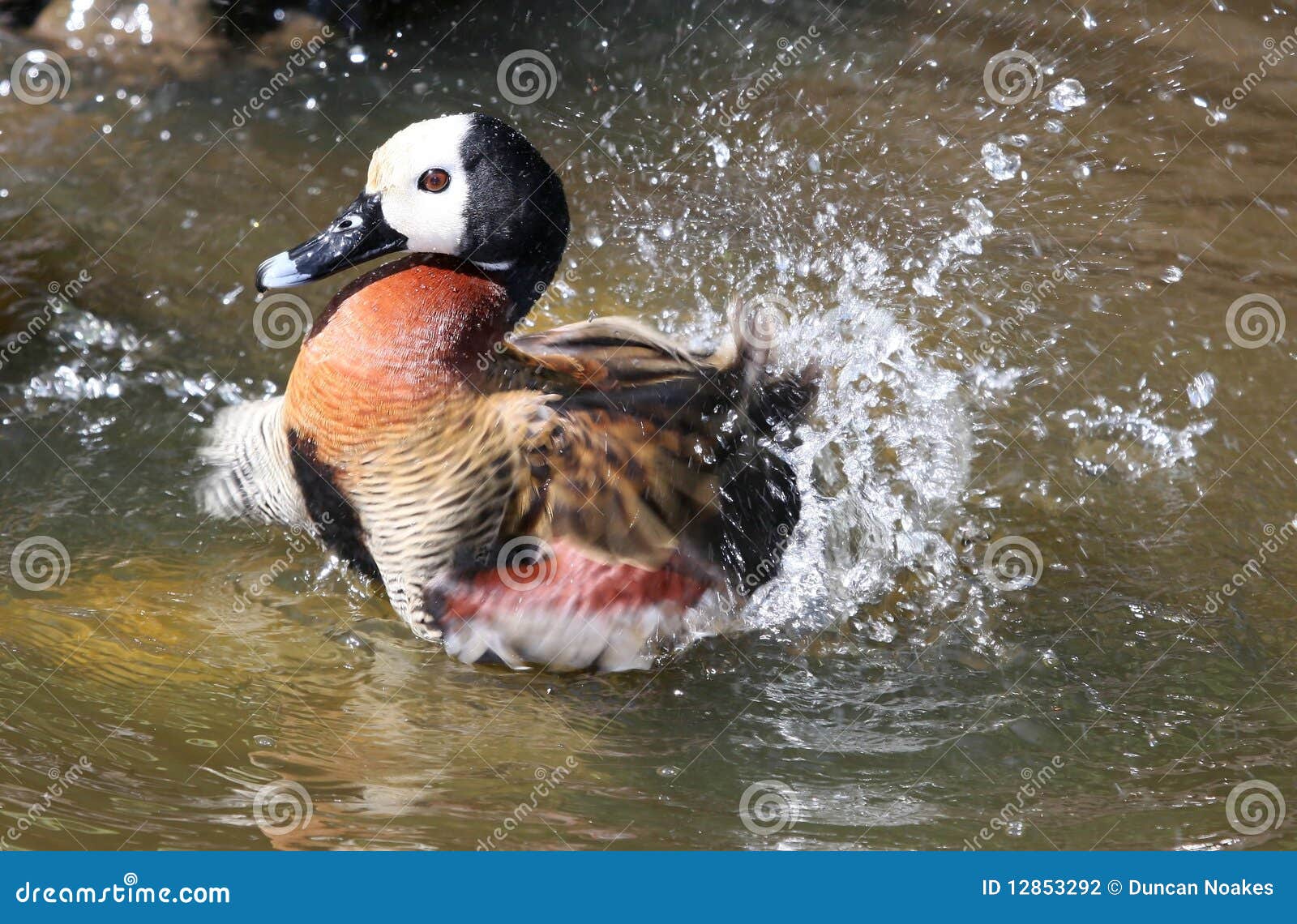 Bathing Duck stock photo. Image of feathers, headmdam - 12853292