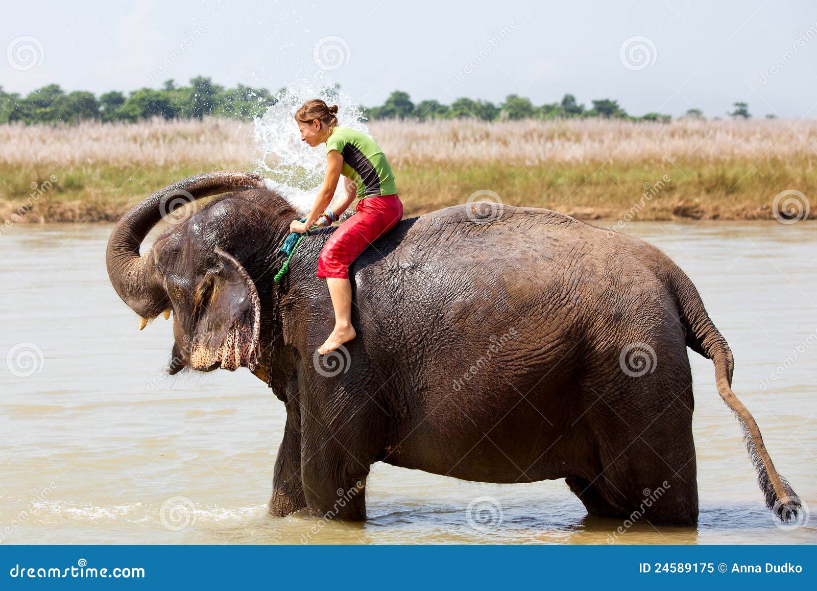Bathing with elephant stock image. Image of national - 24589175