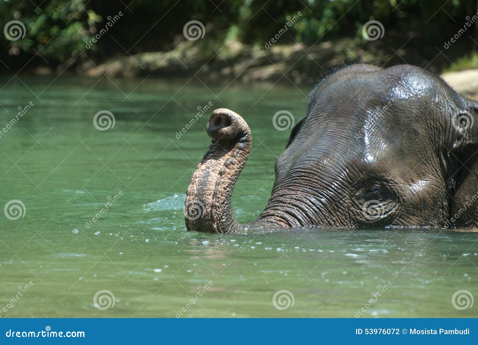 Bathing Elephant stock photo. Image of river, bathing - 53976072