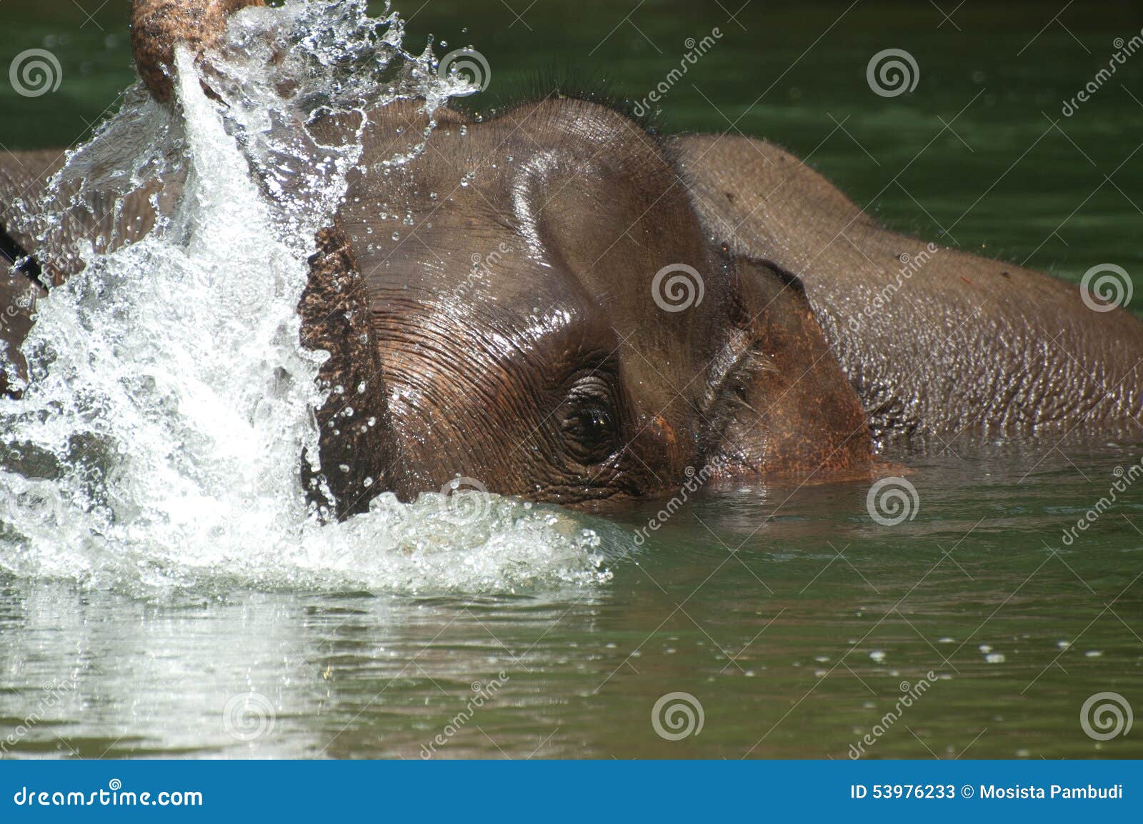 Bathing Elephant stock image. Image of cooperation, nature - 53976233