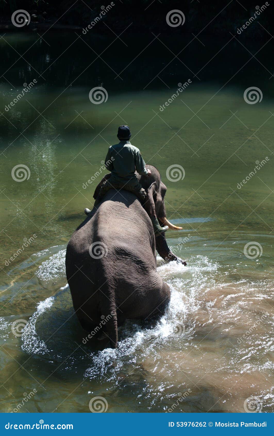 Bathing Elephant editorial photography. Image of bath - 53976262