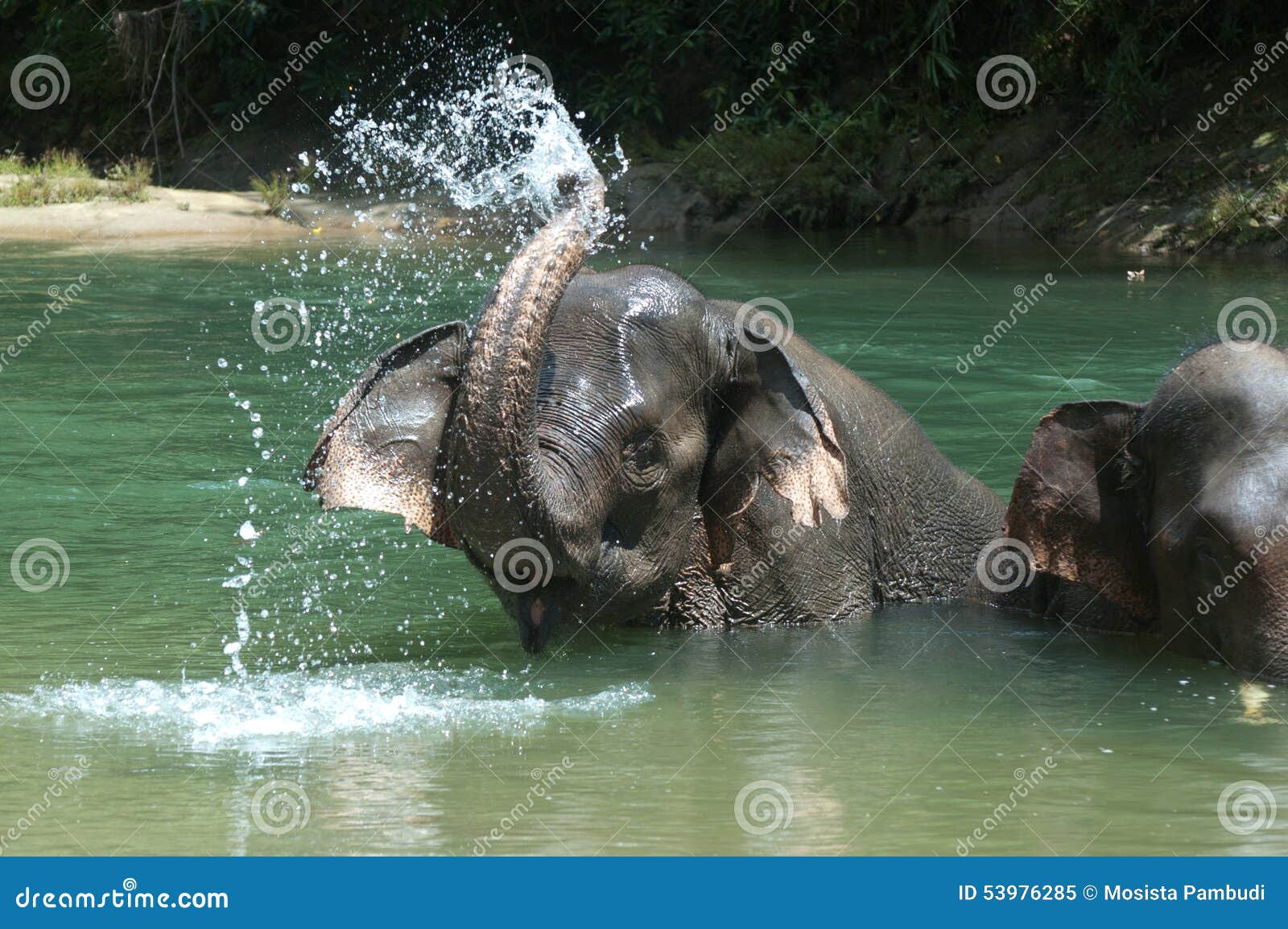 Bathing Elephant stock image. Image of river, bathing - 53976285