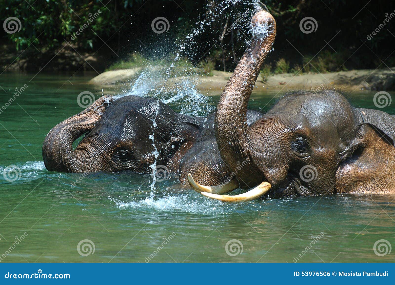 Bathing Elephant stock photo. Image of animal, bath, elephant - 53976506