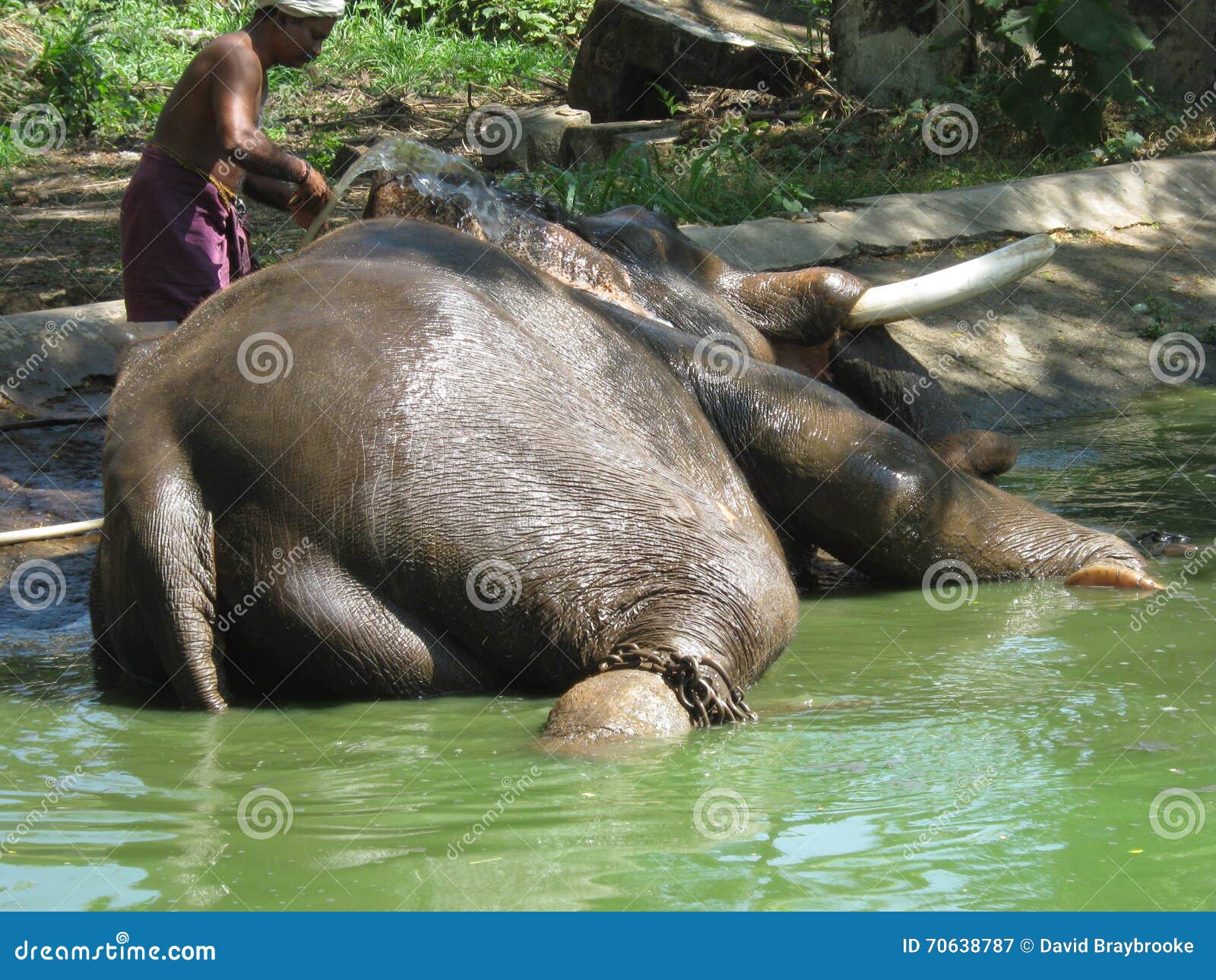 Indian Elephant Bathing in River Editorial Photography - Image of river ...