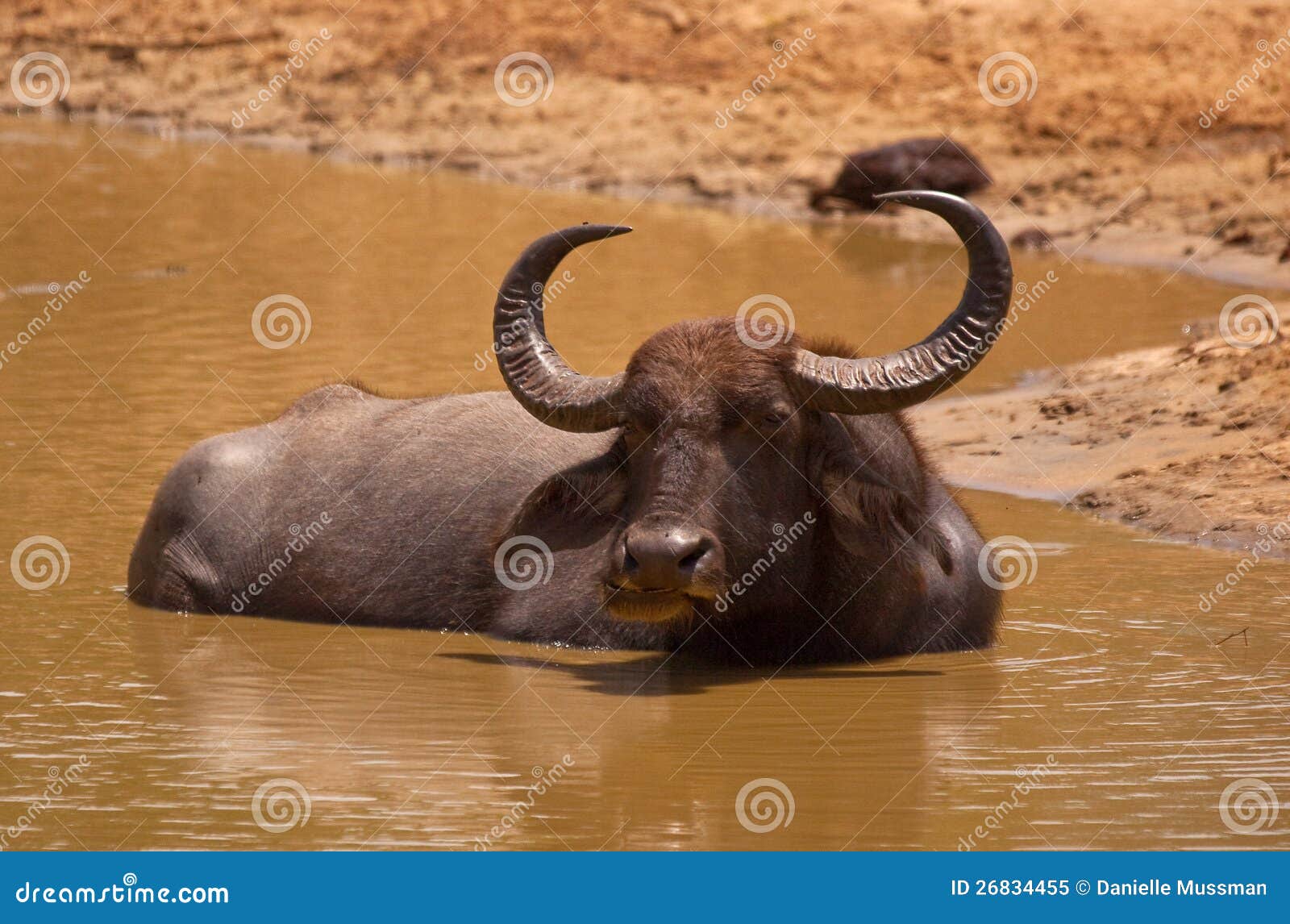 Bathing Indian Water Buffalo Stock Image - Image of buffalo, exotic ...