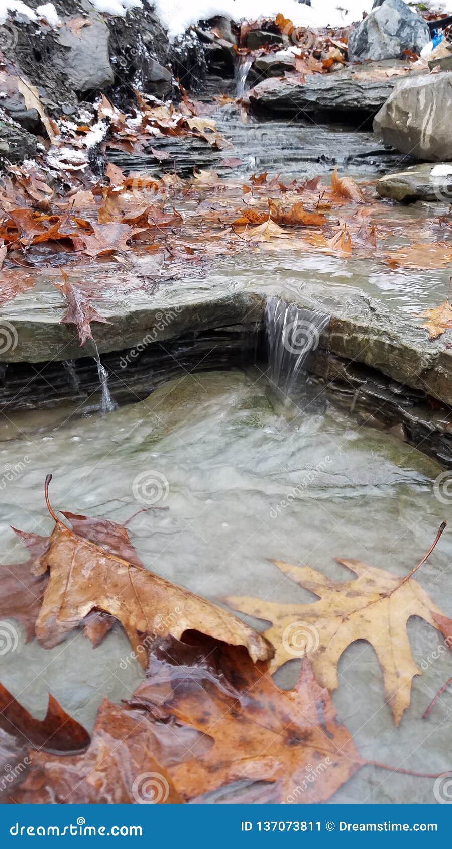Bathing Leaves stock image. Image of simple, beauty - 137073811