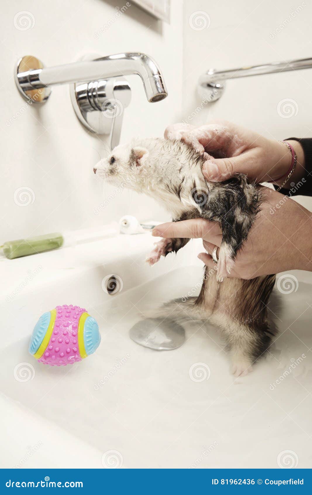 Bathing Nice Ferret Female in Studio Stock Photo - Image of junior ...