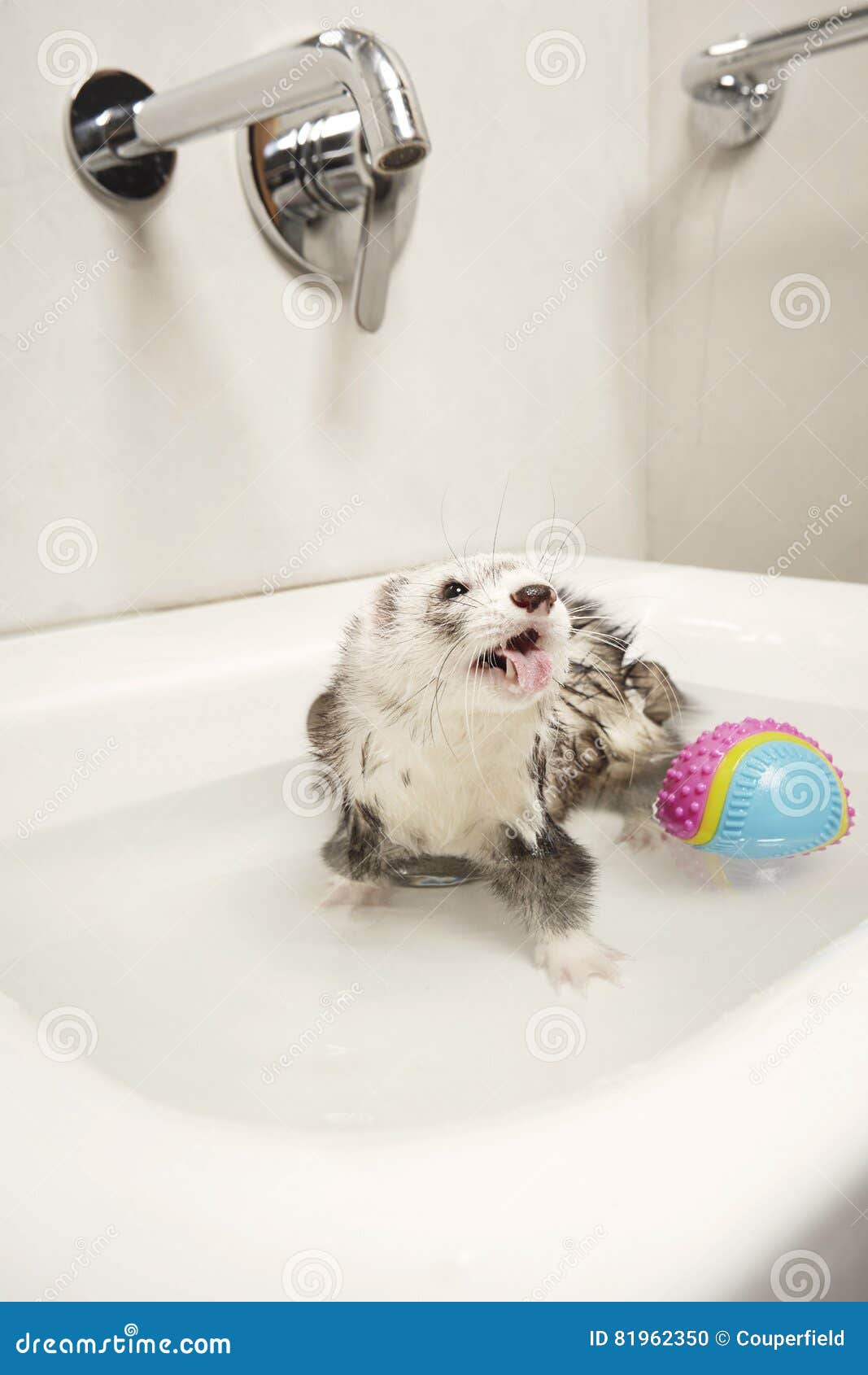 Bathing of Nice Ferret in Studio Stock Photo - Image of bathroom ...