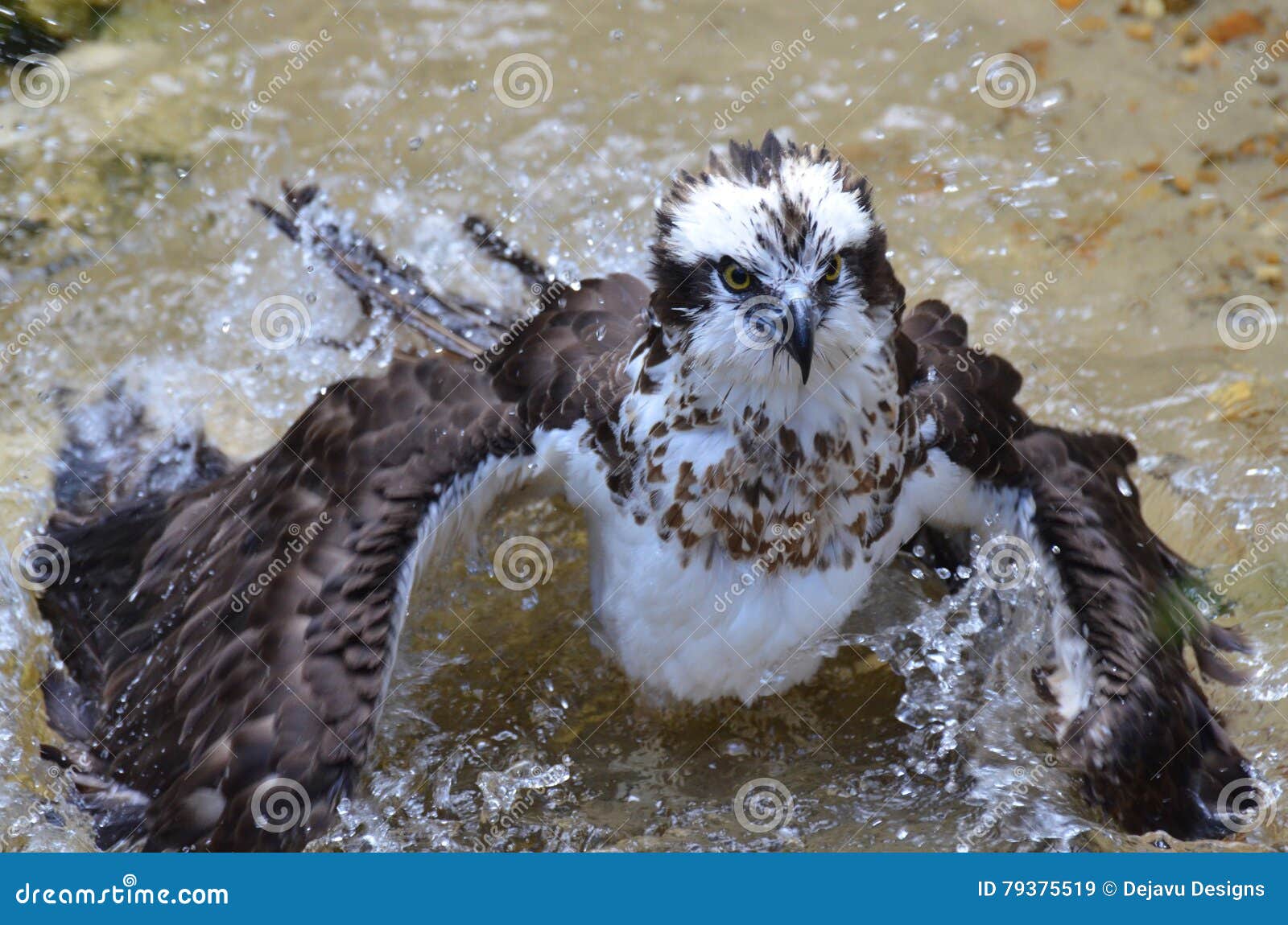 Bathing Osprey Bird Splashing about Stock Image - Image of fowl, maine ...