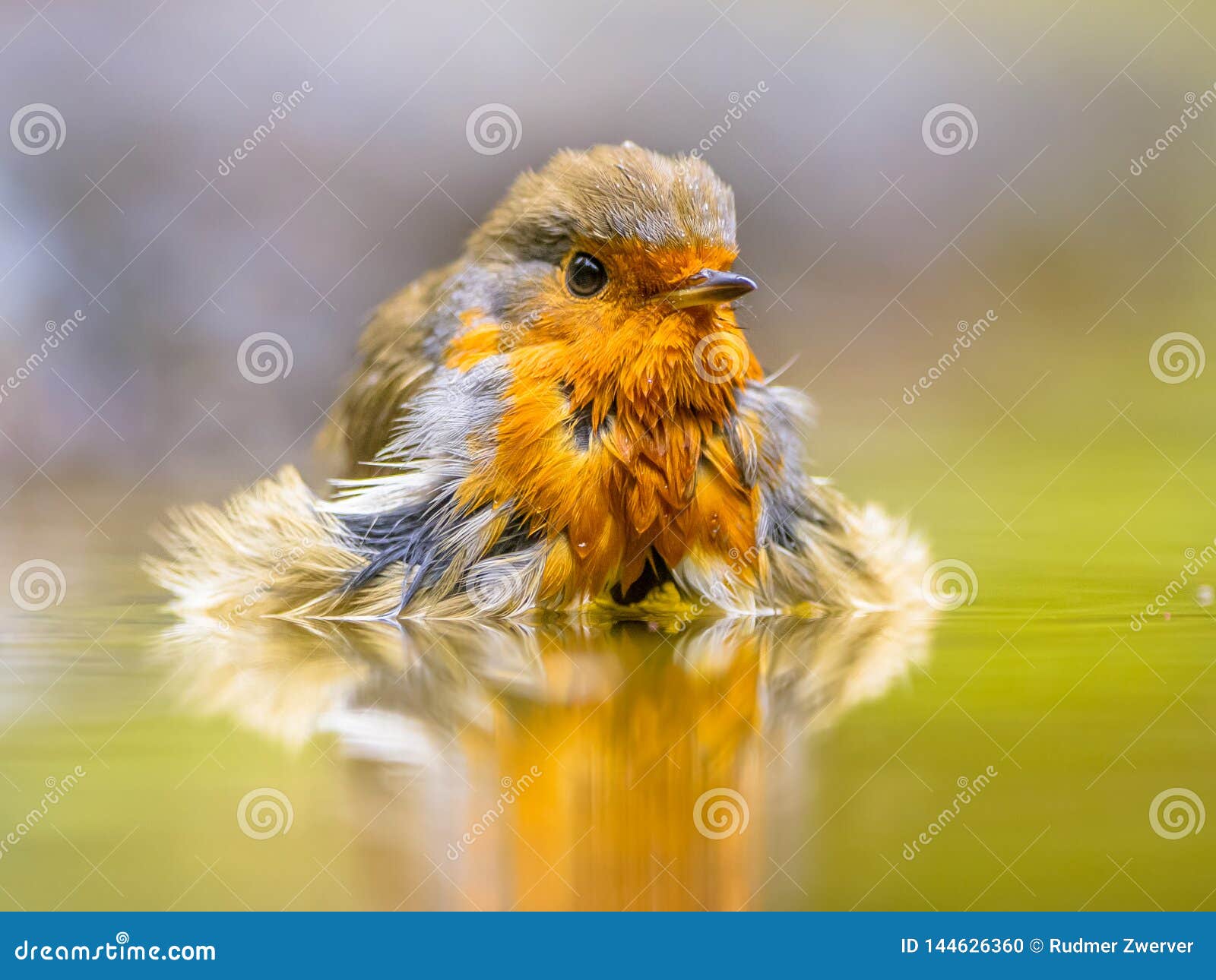 Bathing Red Robin stock photo. Image of looking, bird - 144626360