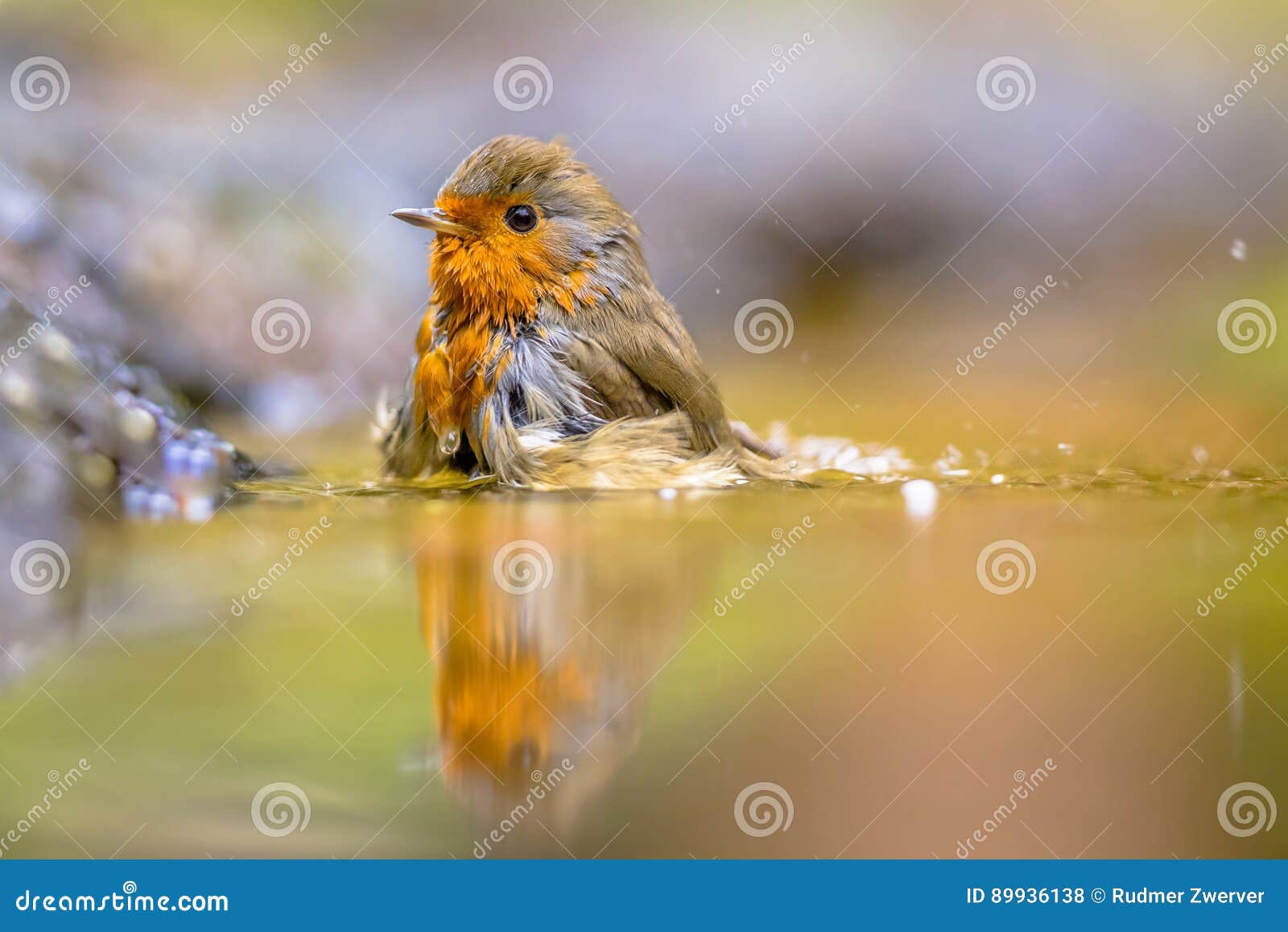 Bathing Red Robin stock photo. Image of close, garden - 89936138