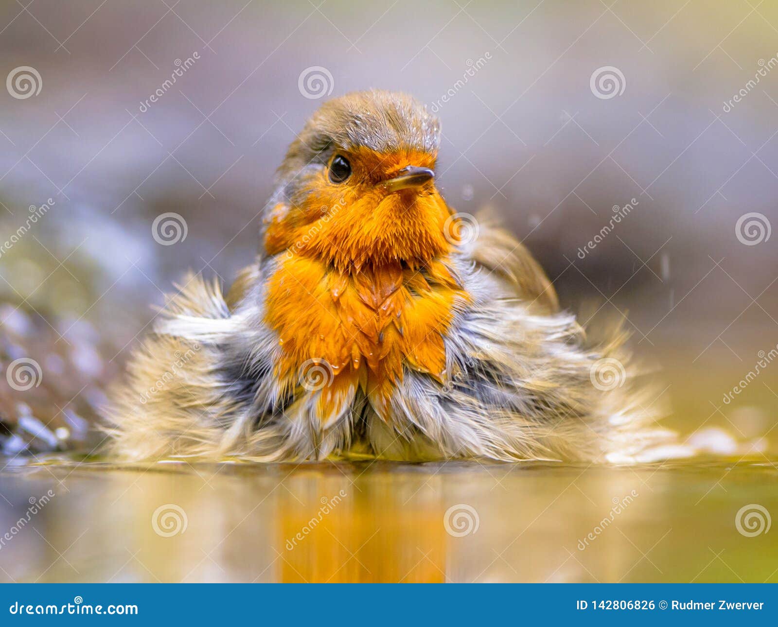 Bathing Red Robin stock photo. Image of nature, rainy - 142806826