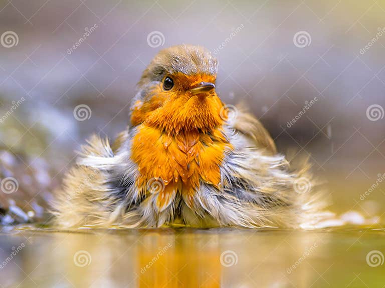 Bathing Red Robin stock photo. Image of nature, rainy - 142806826