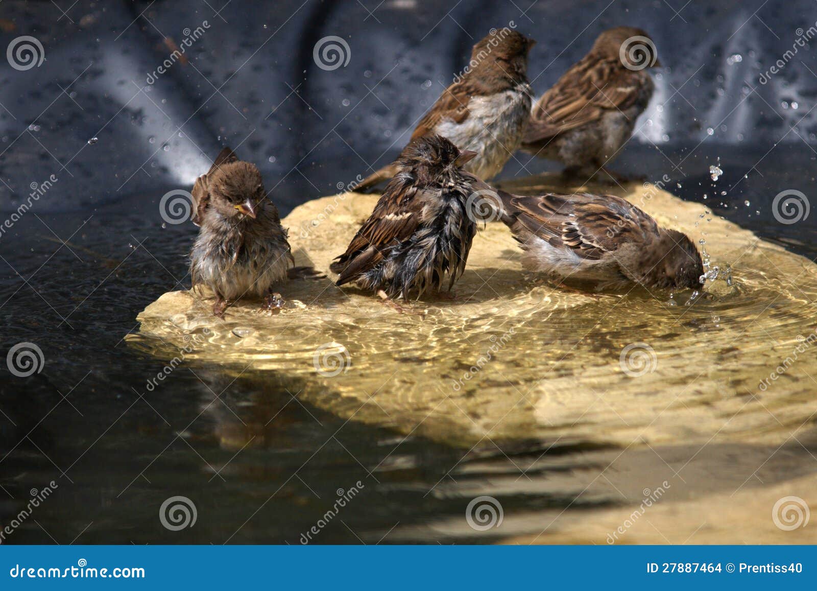 Bathing sparrows stock photo. Image of heat, nature, feathers - 27887464