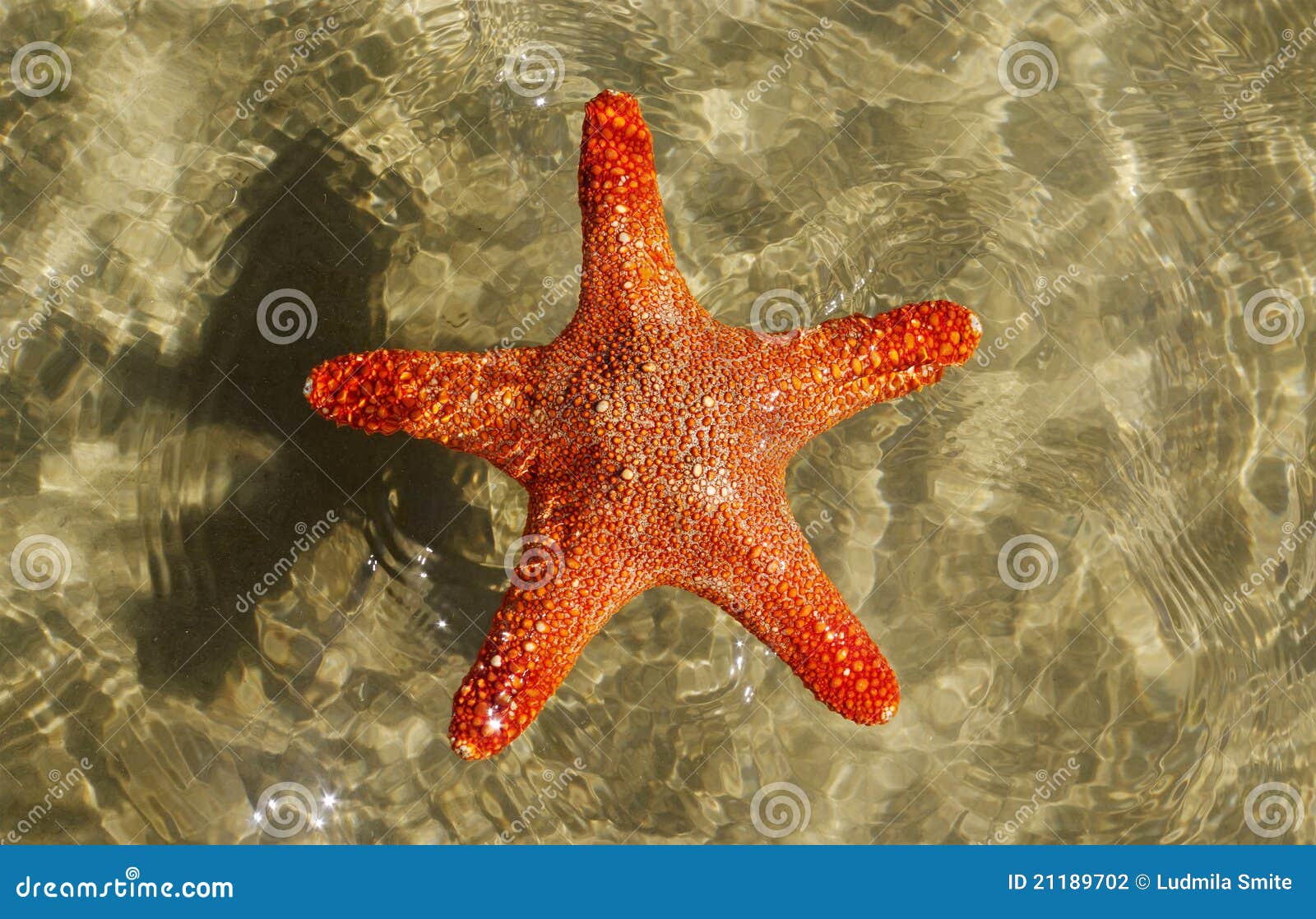 Bathing starfish. stock photo. Image of shape, nature - 21189702