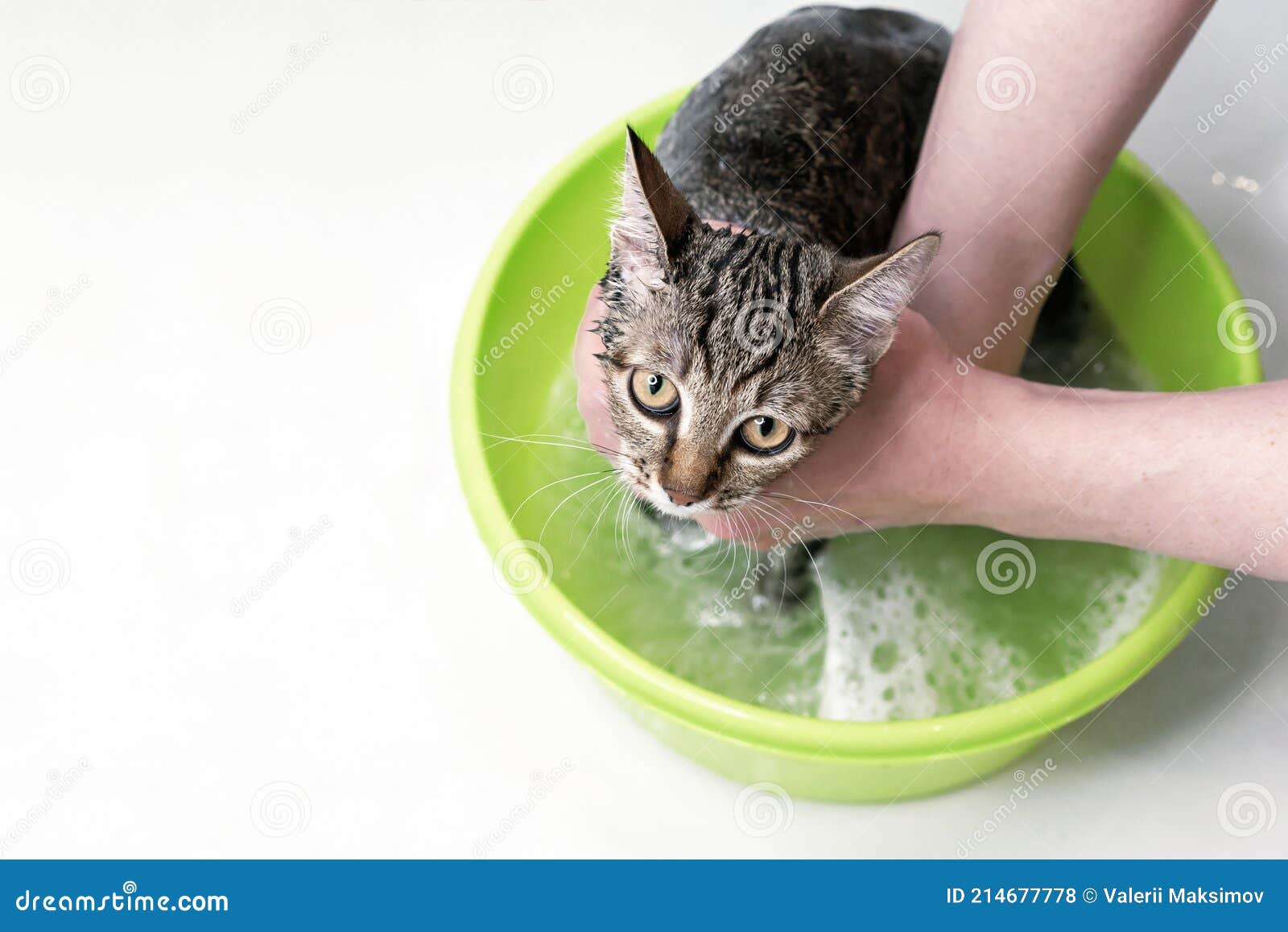 Bathing a Tabby Cat. Wet and Disgruntled Kitten Stock Photo - Image of ...