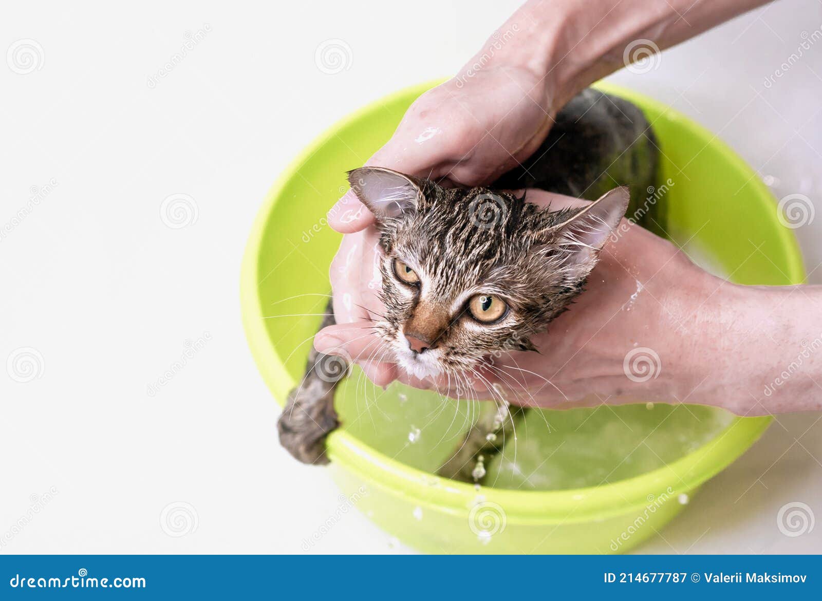 Bathing a Tabby Cat. Wet and Disgruntled Kitten Stock Image - Image of ...