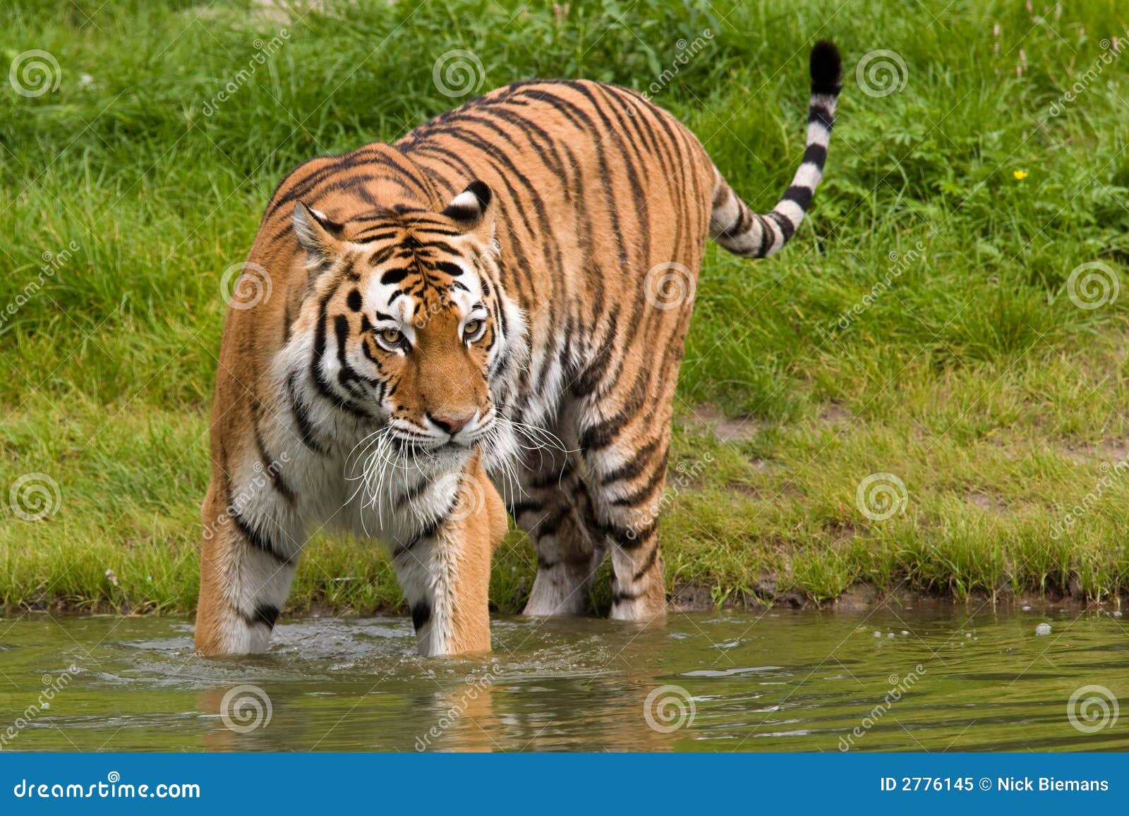 Bathing Tiger stock image. Image of refreshment, feline - 2776145