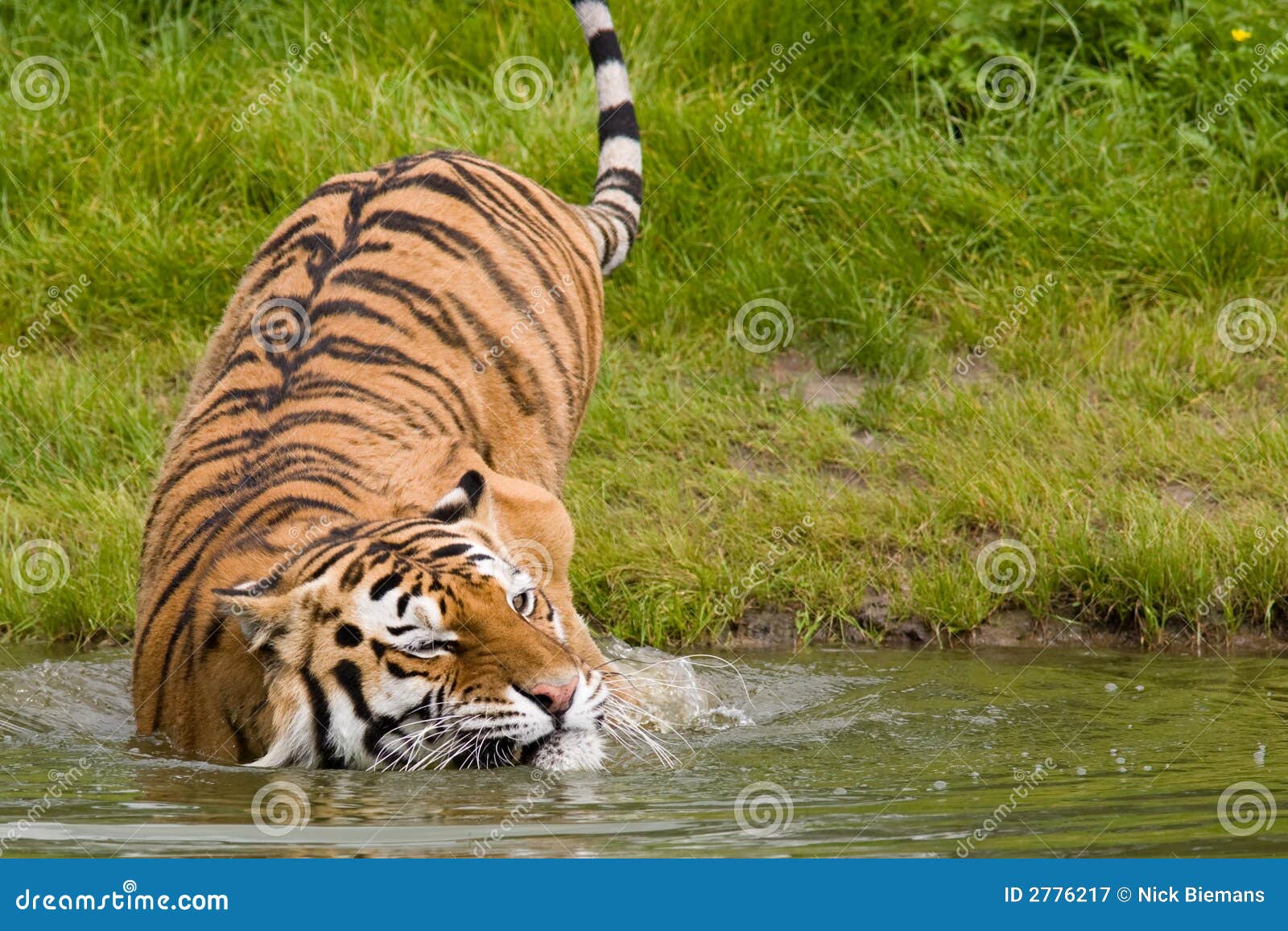 Bathing Tiger stock image. Image of water, hunter, feline - 2776217
