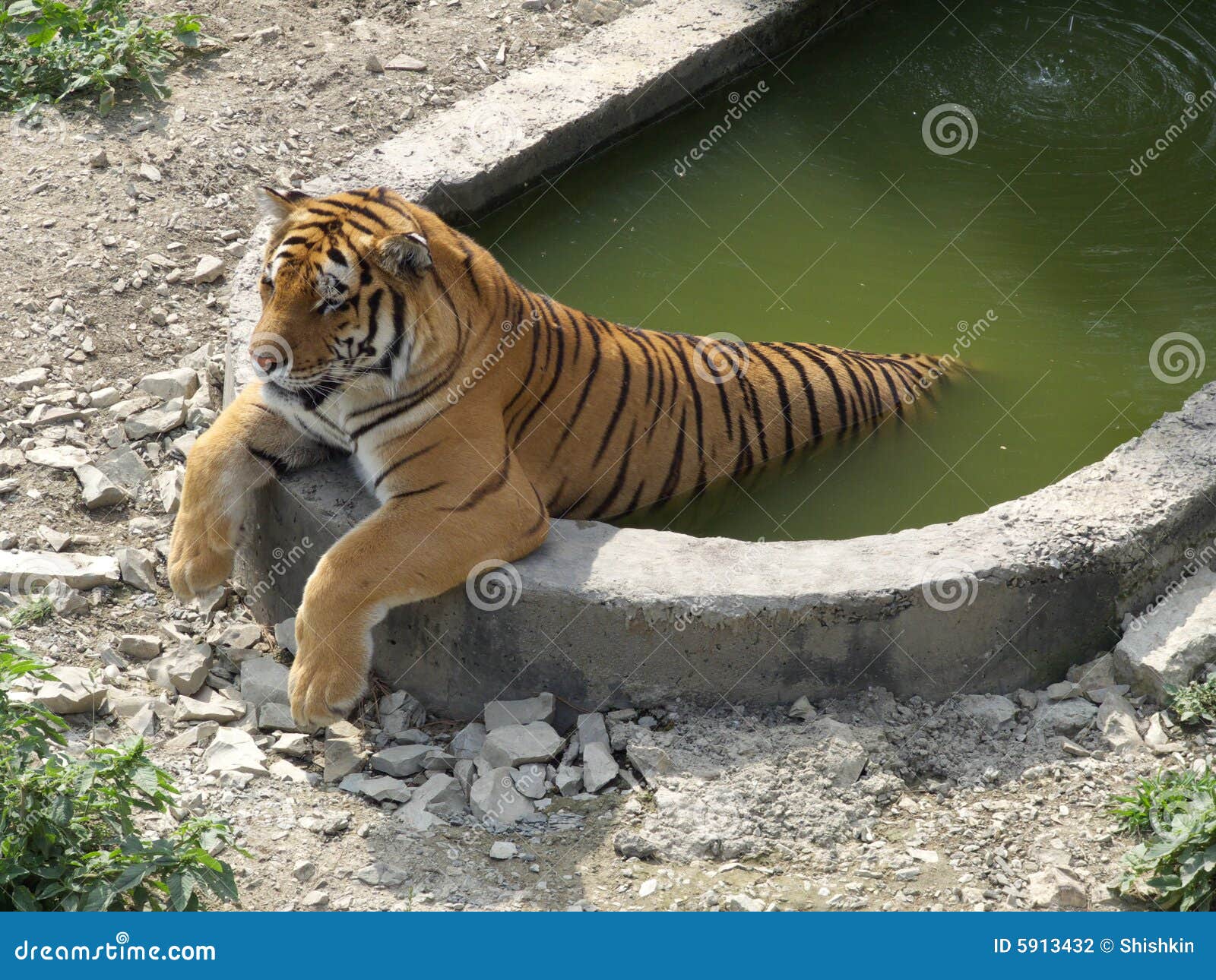 Bathing tiger stock photo. Image of clearance, tranquillity - 5913432