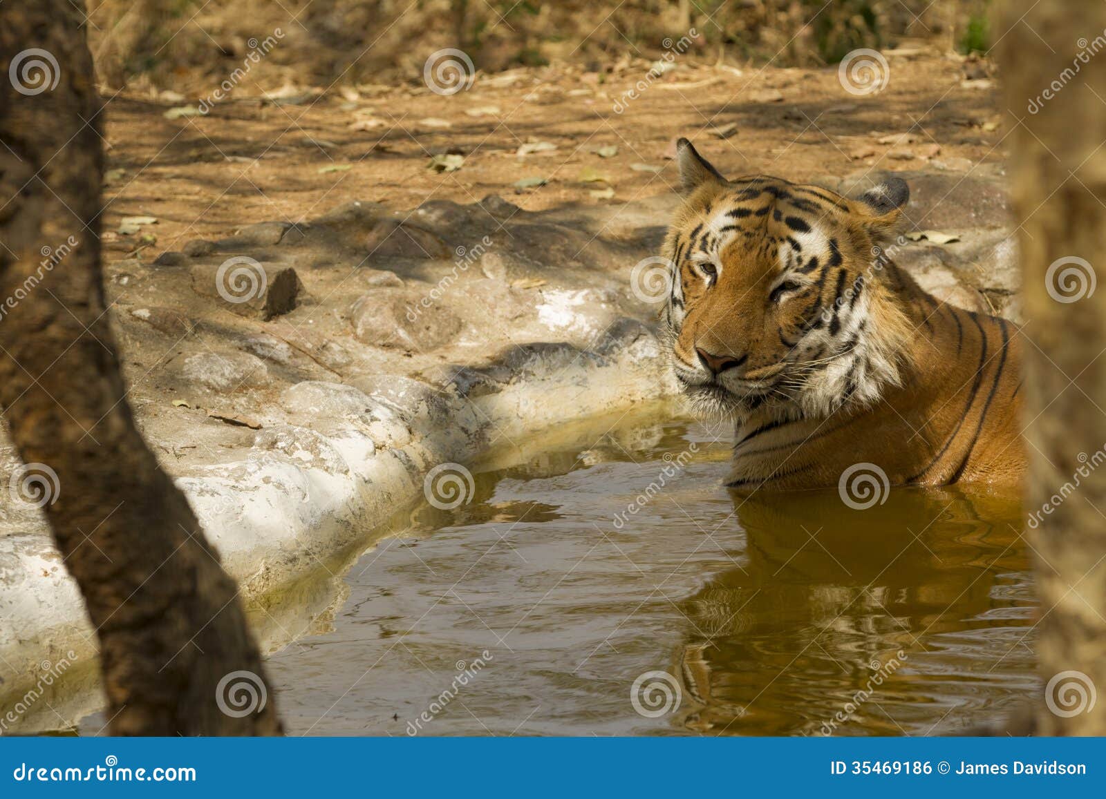 Bathing tiger stock photo. Image of peaceful, wildlife - 35469186