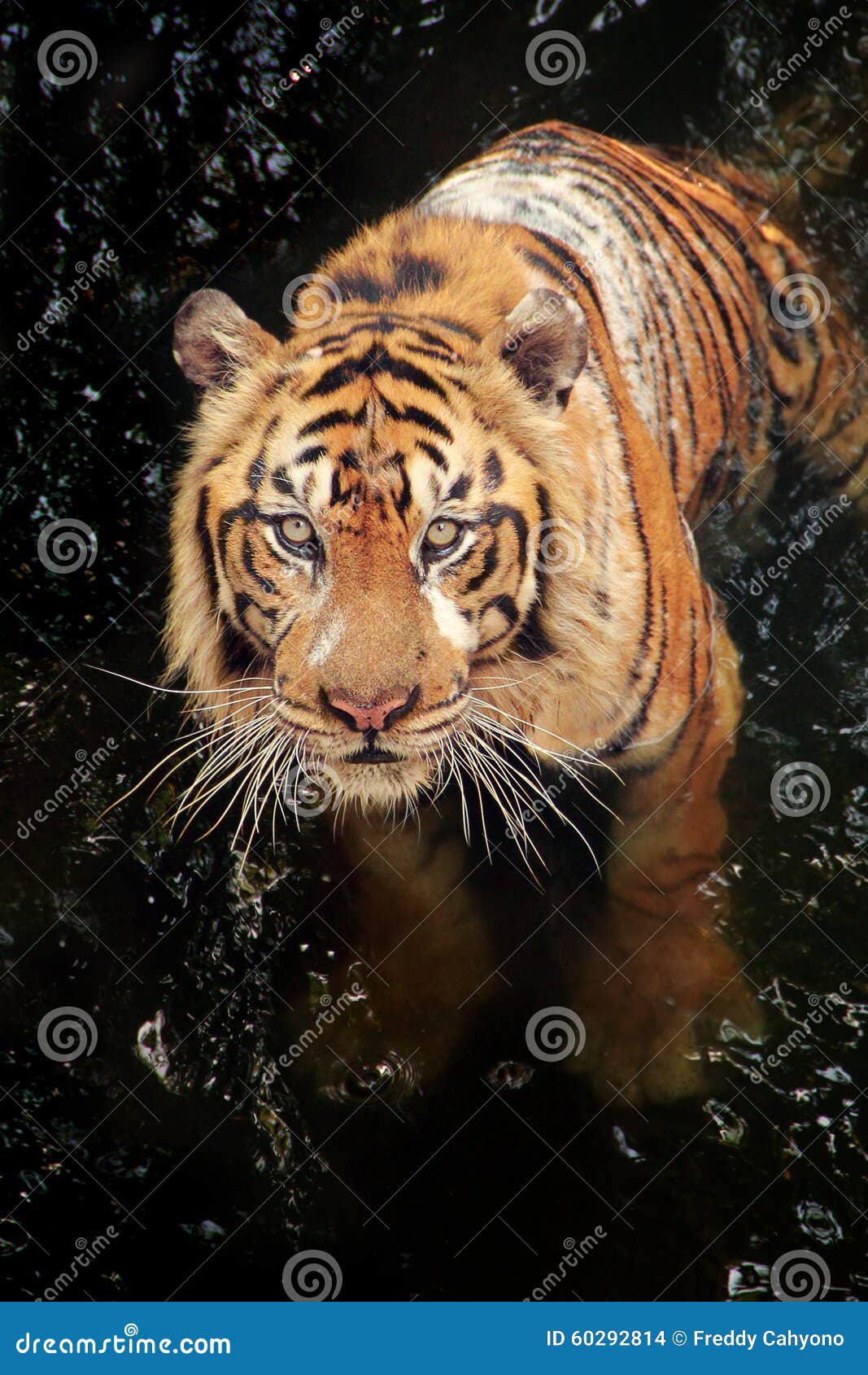 Bathing tiger stock photo. Image of alpha, eyes, majestic - 60292814