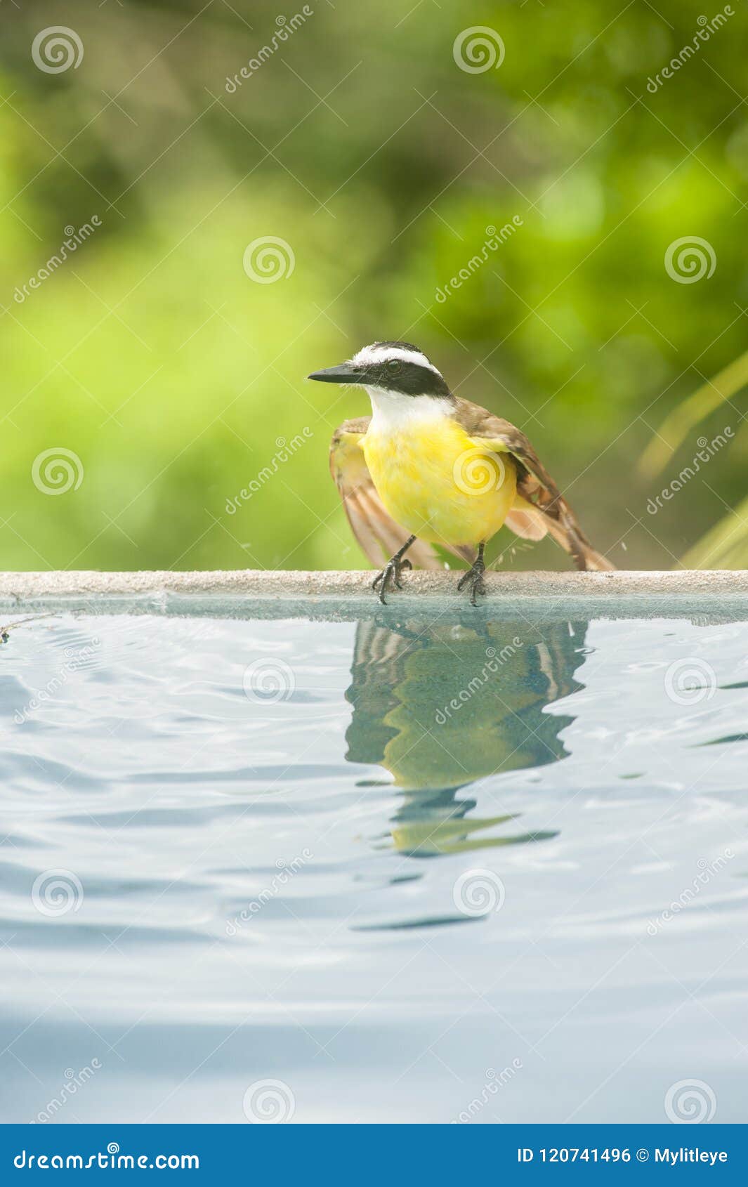 Bathing White-ringed Flycatcher Stock Photo - Image of rica, conopias ...