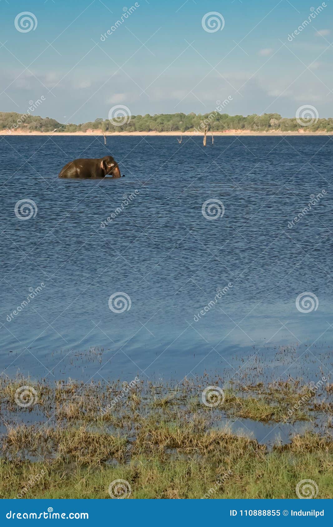 Bathing wild elephant stock image. Image of tank, elephant - 110888855