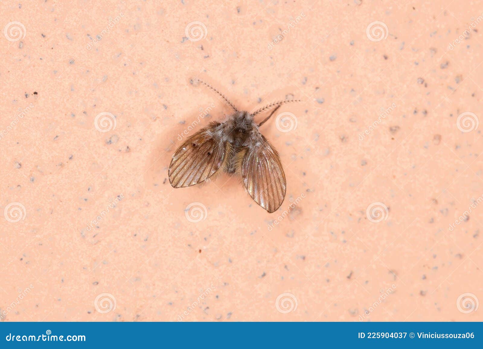 Bathroom Moth Midge stock image. Image of nature, life - 225904037
