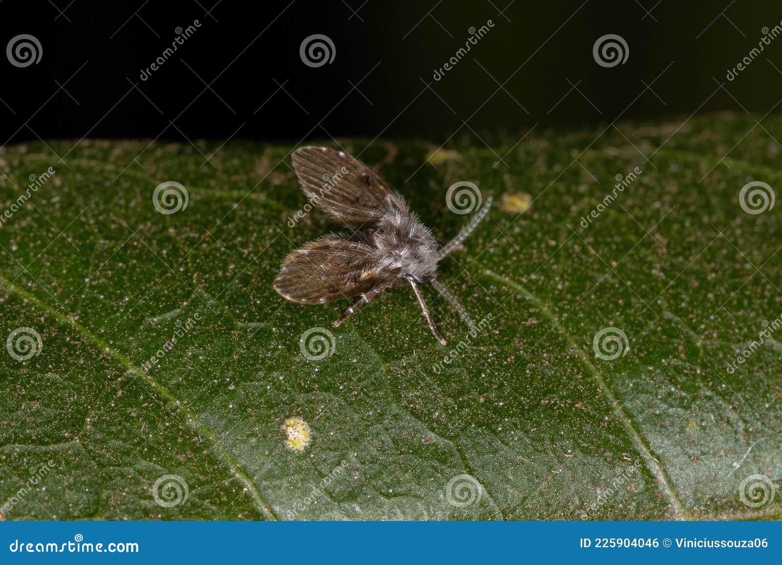 Bathroom Moth Midge stock photo. Image of hexapod, nematocera - 225904046