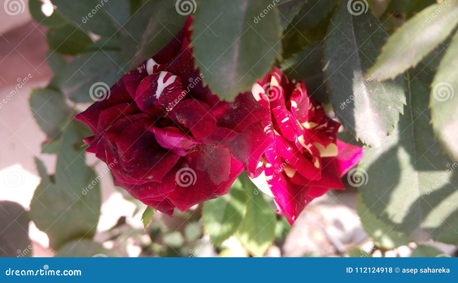 Batik rose stock photo. Image of rose, flower, indonesia - 112124918