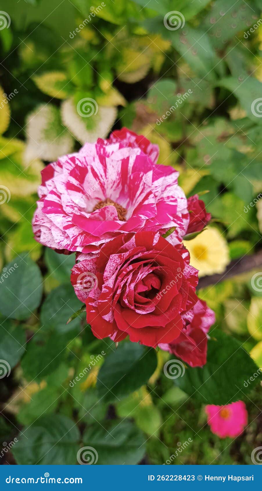 Batik Roses Flowers stock image. Image of flowers, white - 262228423