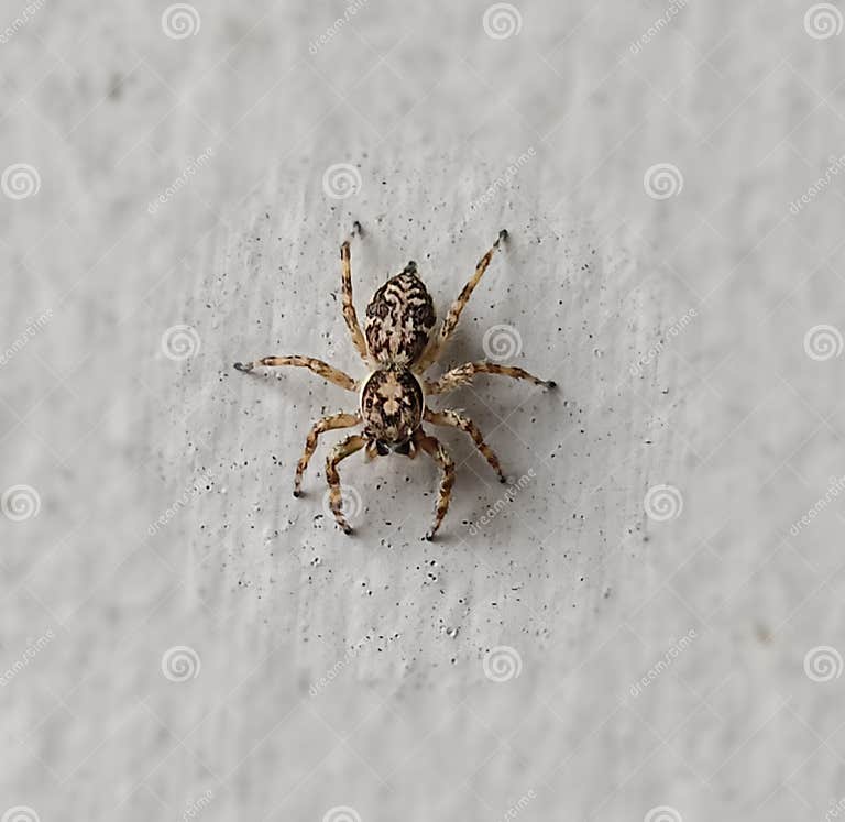Batik Spider on the wall stock photo. Image of looking - 262240768