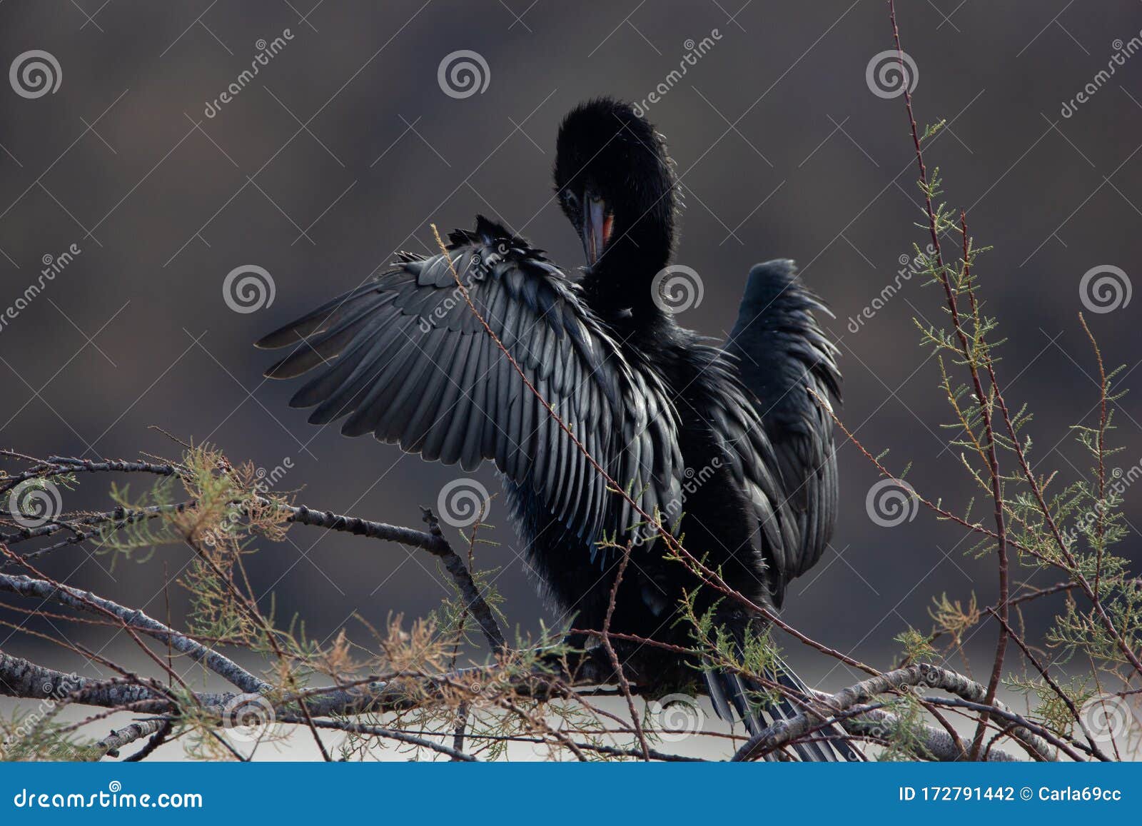 Batman black bird stock photo. Image of bird, black - 172791442