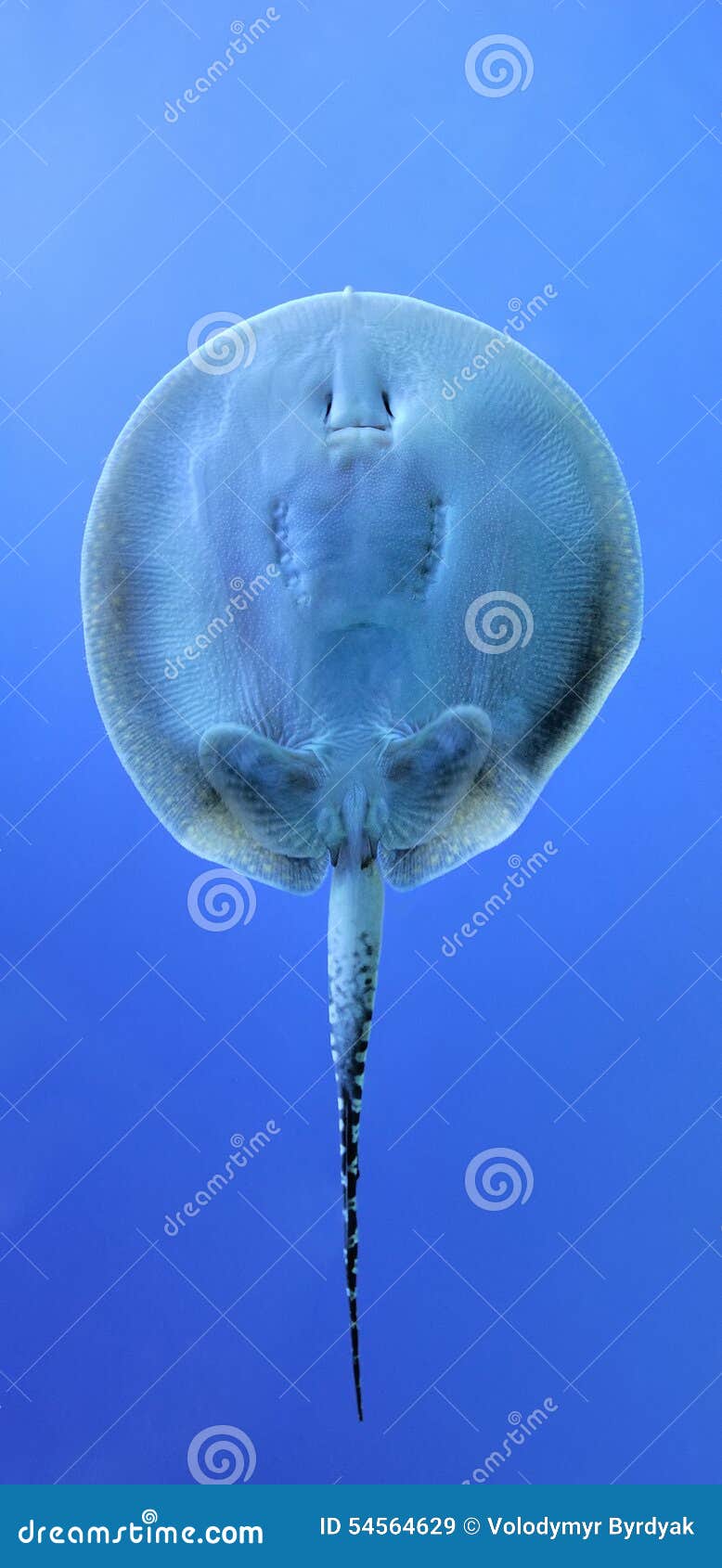 Batoidea imagen de archivo. Imagen de maldivas, manta - 54564629