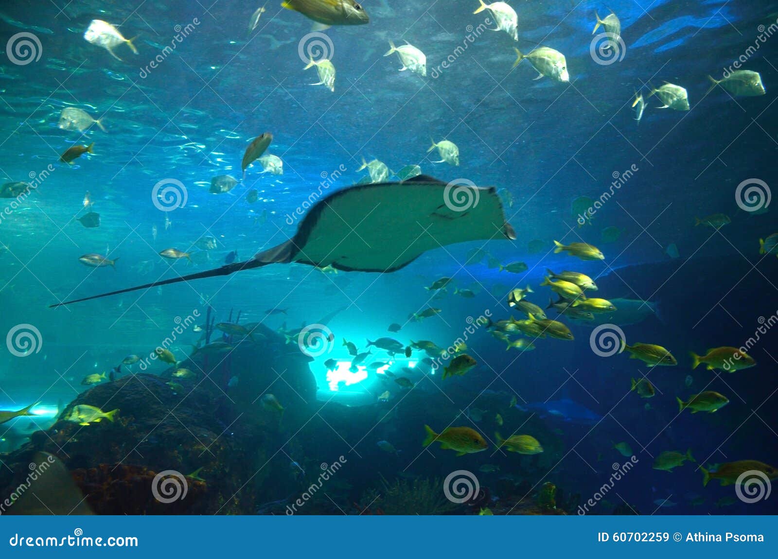 Batoidea image stock. Image of caractéristique, forme - 60702259