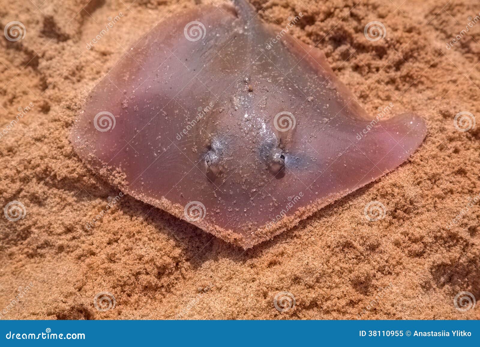 Batoidea stock image. Image of fish, caught, food, harvest - 38110955