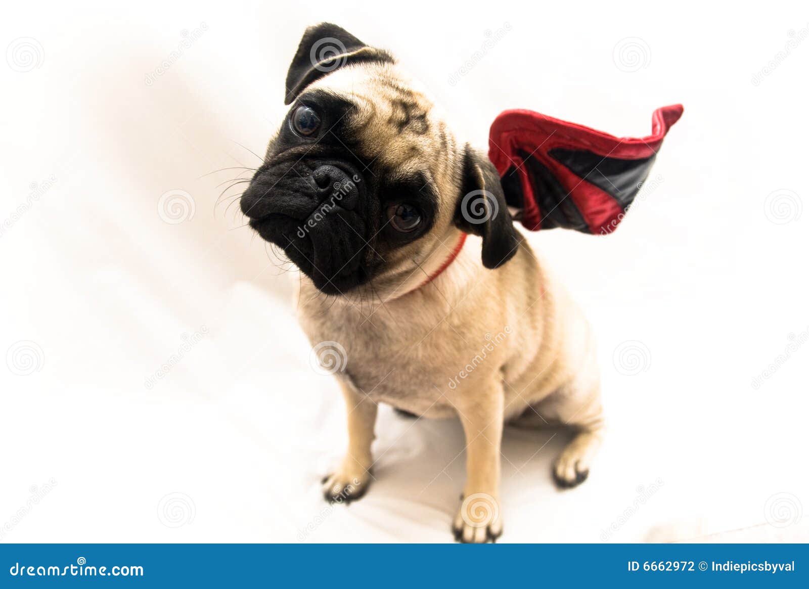 BatPug! stock photo. Image of evil, question, cute, funny - 6662972