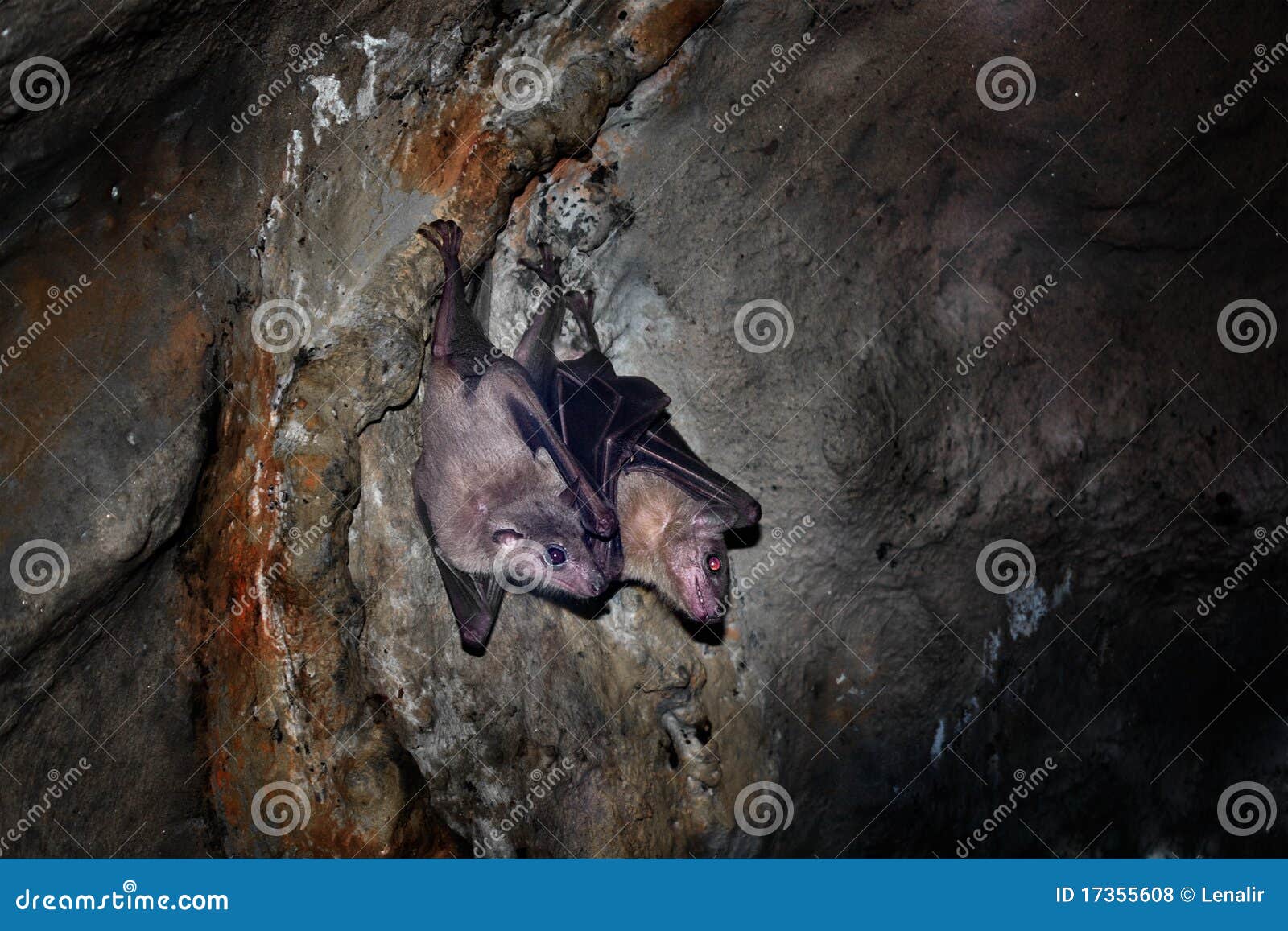 Bats stock photo. Image of animal, carnivores, grey, mammals - 17355608