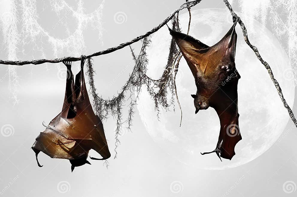 Bats stock image. Image of fruit, animals, large, dangling - 19437775
