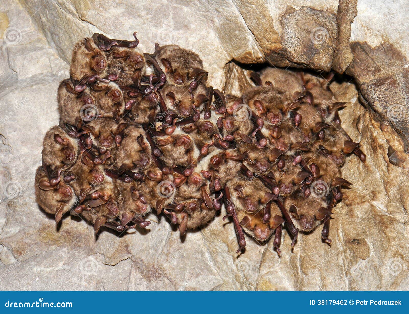 Bats stock photo. Image of group, nature, ears, rock - 38179462