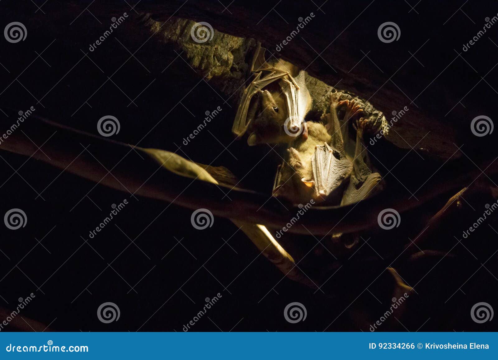 Bats on the Ceiling of a Cave Stock Photo - Image of colony, flight ...