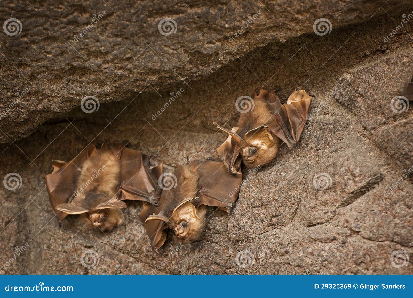 Bats Clinging To a Stone Wall Stock Image - Image of horizontal, three ...