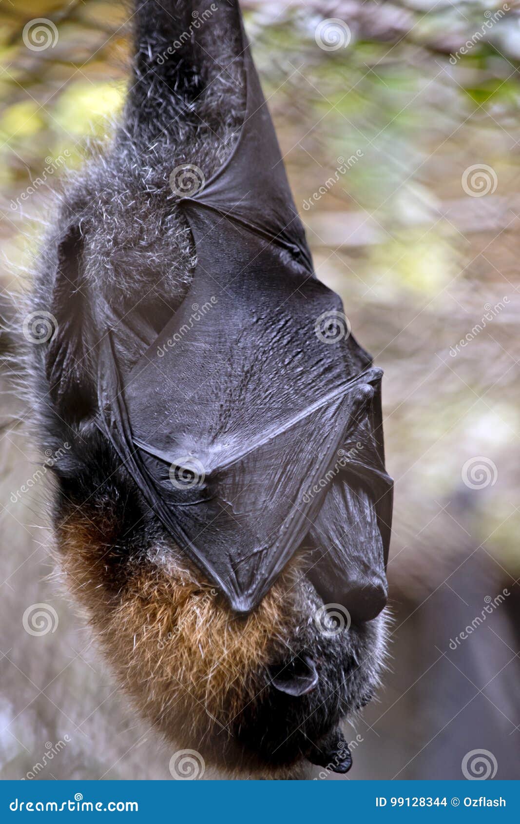 Bats stock photo. Image of vampire, ears, australia, fruit - 99128344
