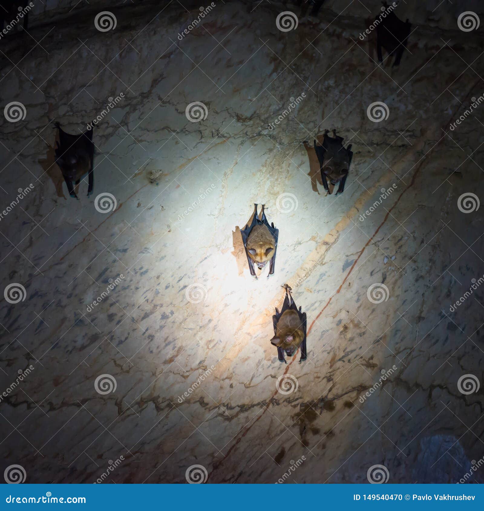 Bats Colony in Natural Cave Stock Photo - Image of caving, fauna: 149540470
