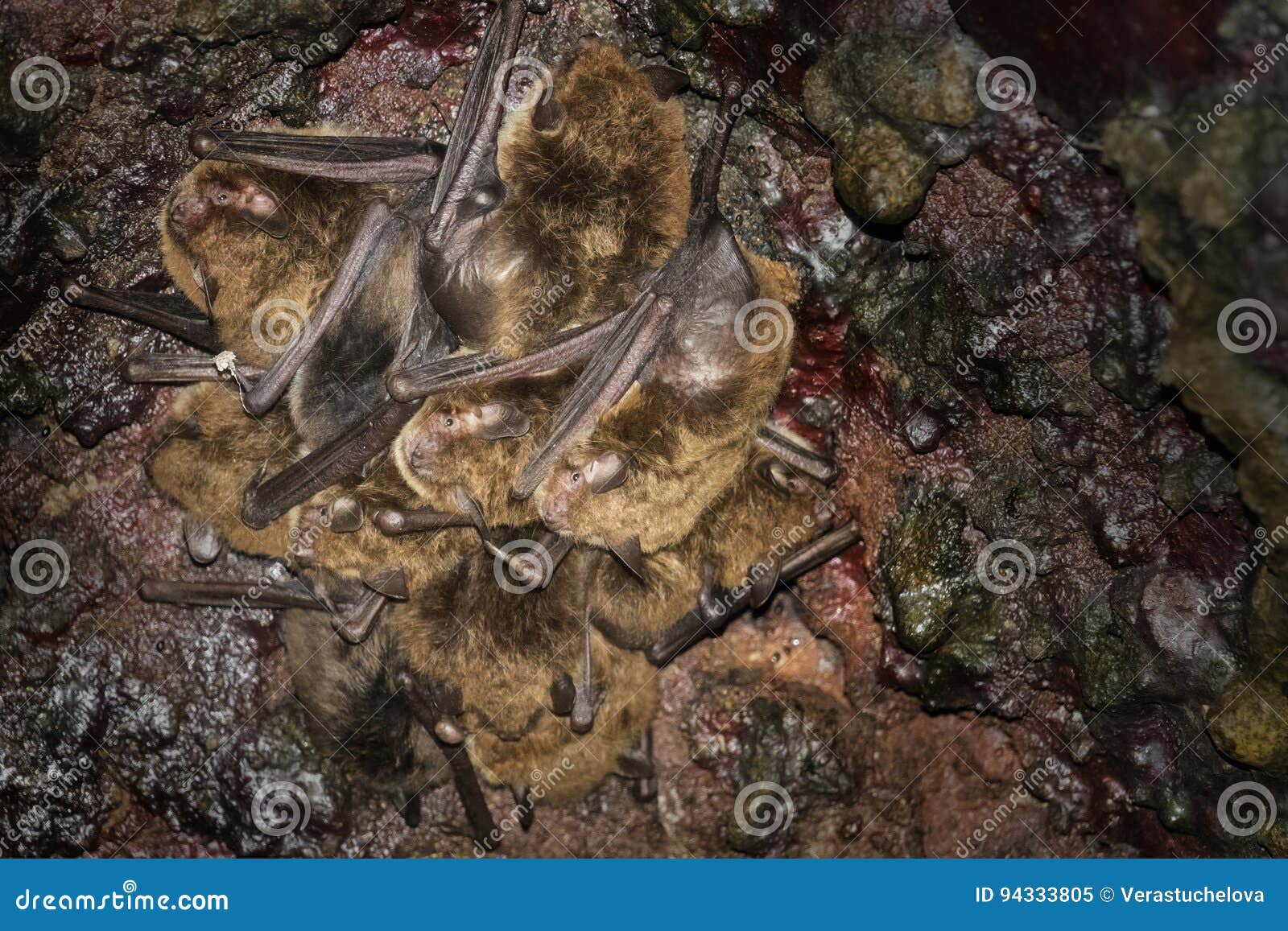 Bats - Common Noctule - Nyctalus Noctula Stock Image - Image of animal ...