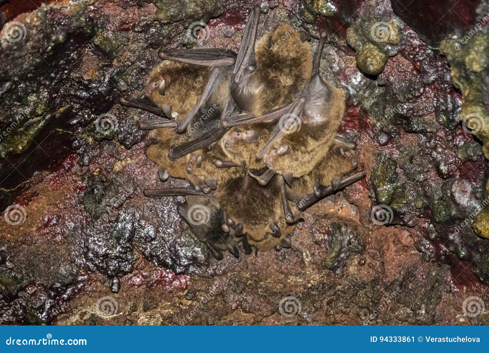 Bats - Common Noctule - Nyctalus Noctula Stock Image - Image of animal ...