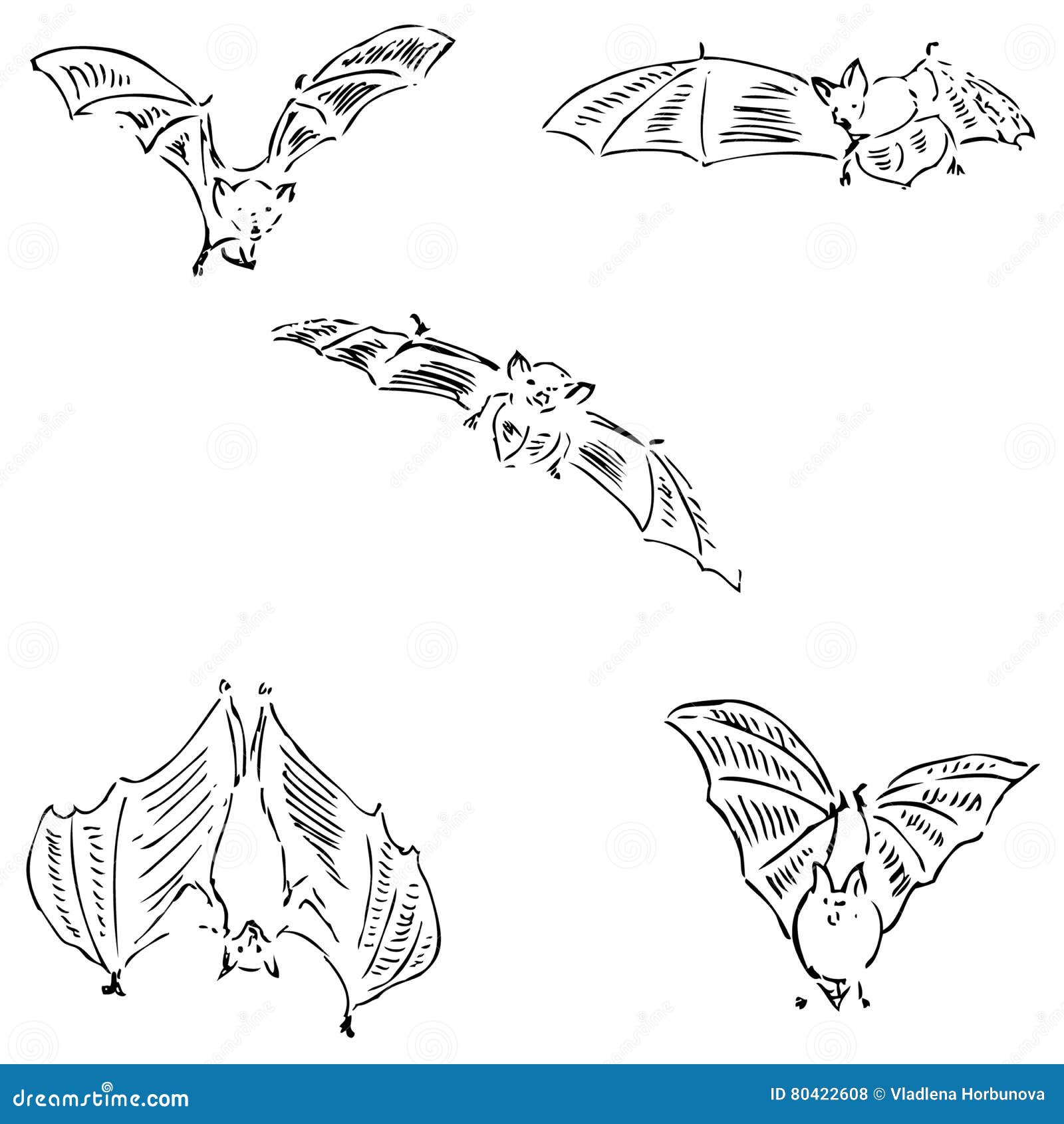 Bats In Different Positions. Pencil Sketch By Hand Vector Illustration ...