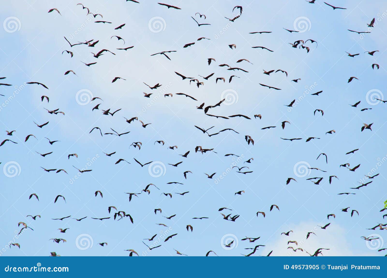 Bats Flaying in the Blue Sky Stock Image - Image of tropical, royal ...